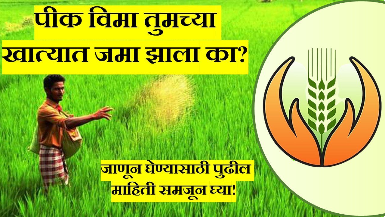 Pik vima yojana Maharashtra पीक विमा तुमच्या खात्यात जमा झाला का? - kopargaonlive
